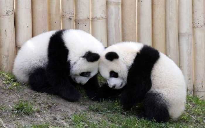 Populasi Panda Raksasa Hasil Penangkaran Capai 520 di Dunia - moneter.id